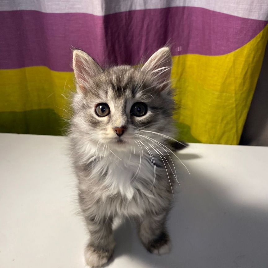 Котята в добрые ручки