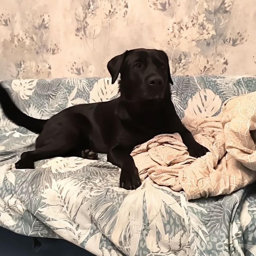 Лабрадор-ретривер, взрослый пёс