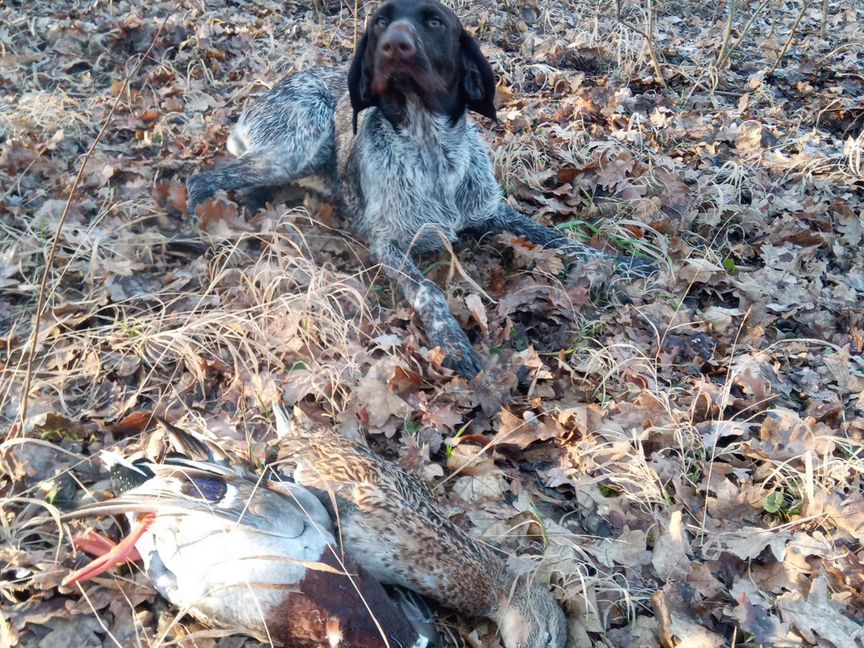 Собака дратхар