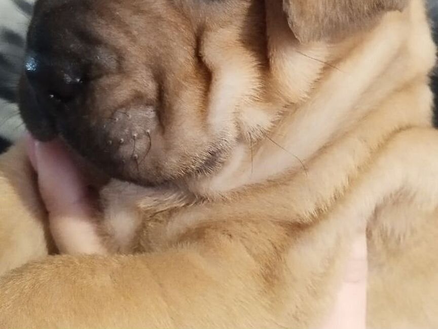 Хрюшки-шарпеюшки в хорошие руки