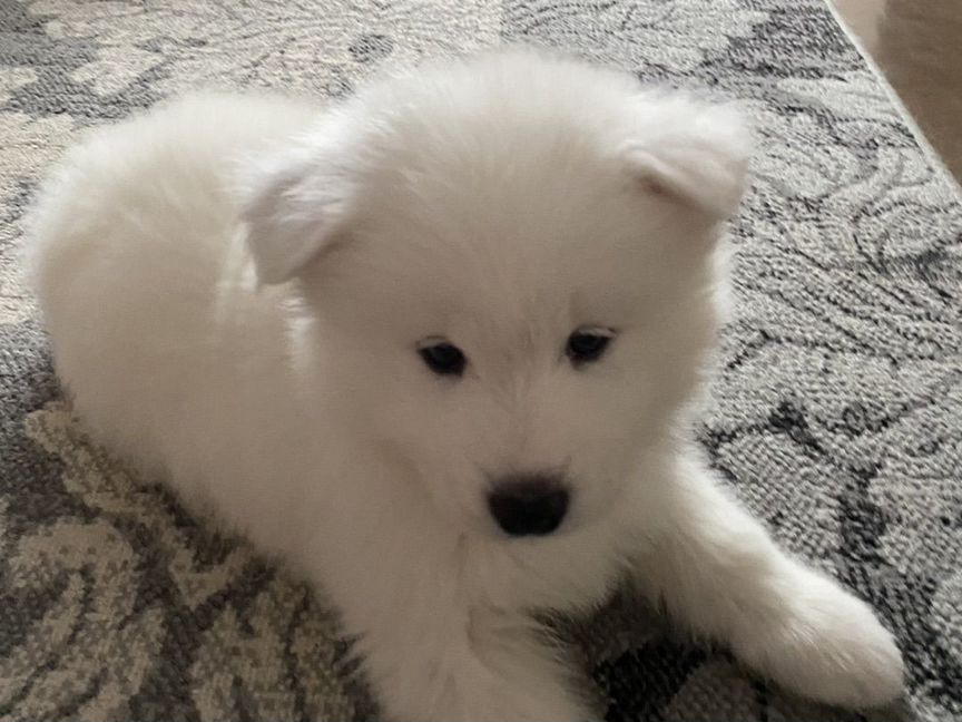 Самоедская лайка щенки