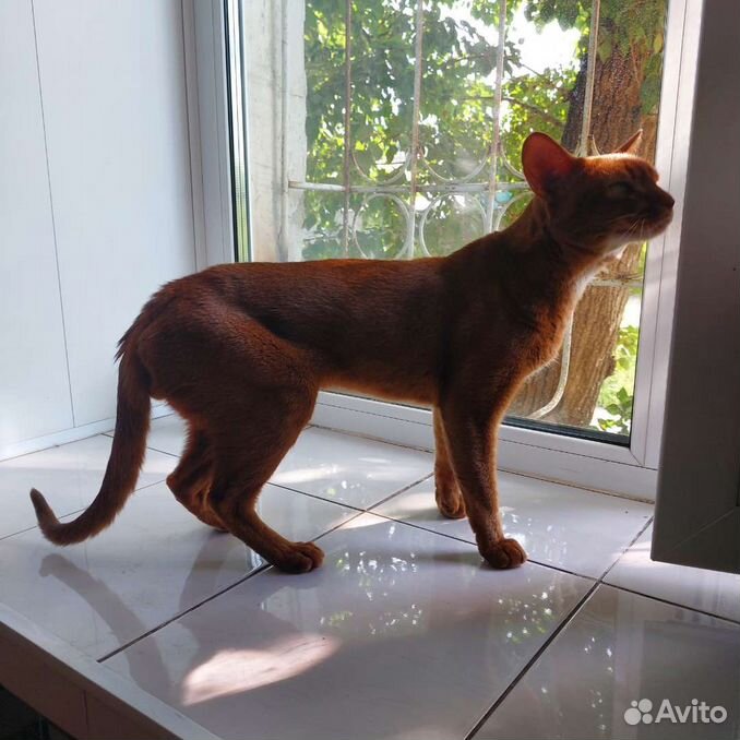 Абиссинец вязка