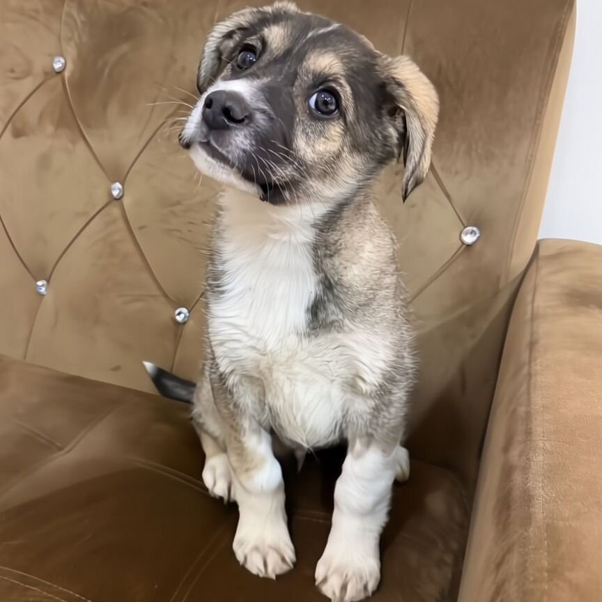 Щенок в добрые руки