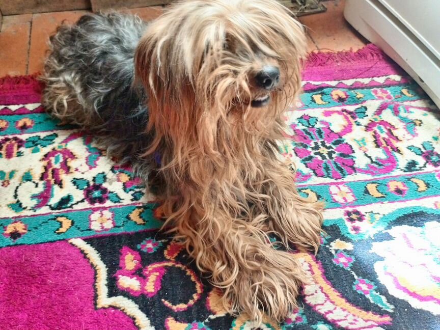 Маленькая собака