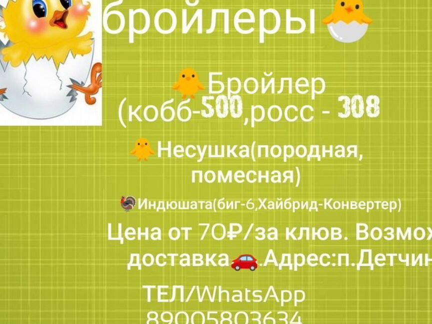 Цыплята бройлеры