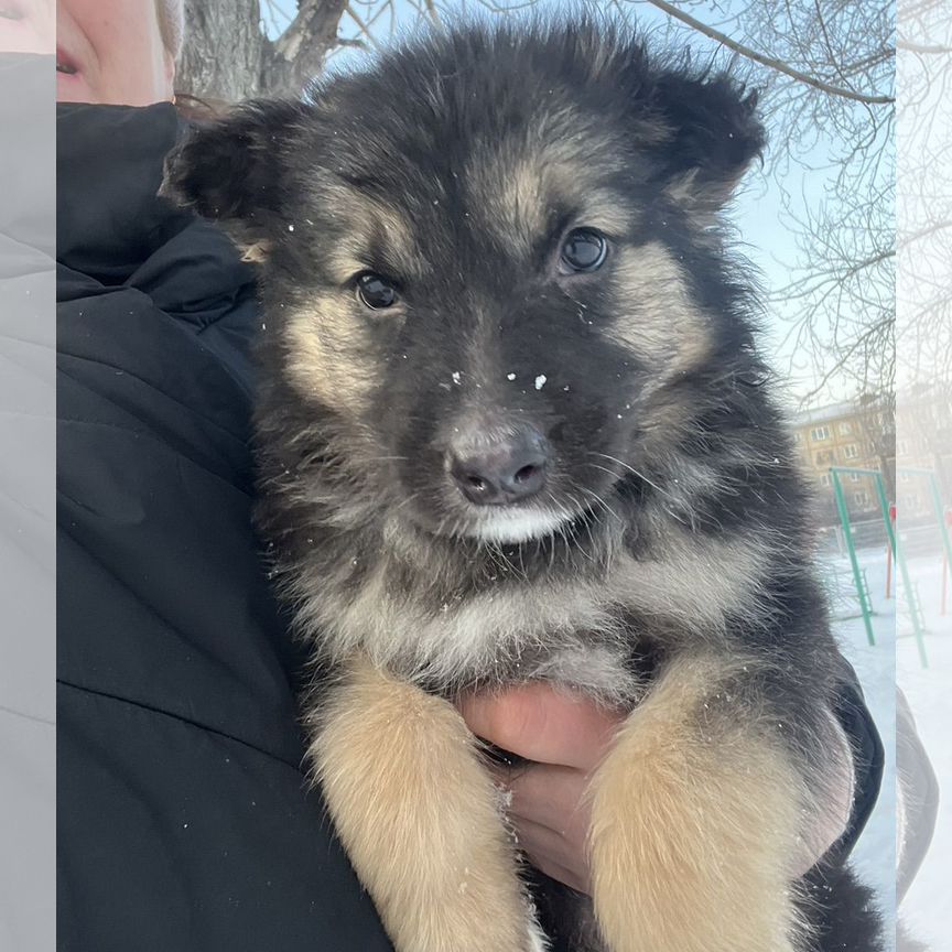 Щенок в добрые руки