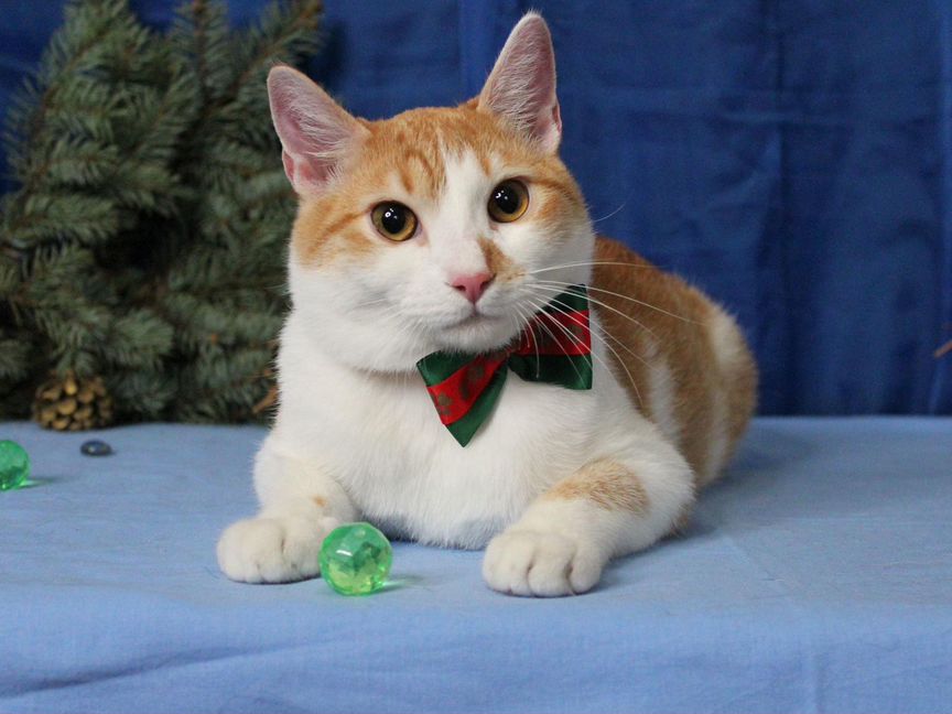 Молодой котик ищет семью