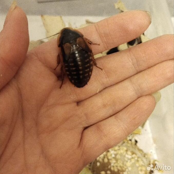 Аргентинский и мадейрский таракан колония