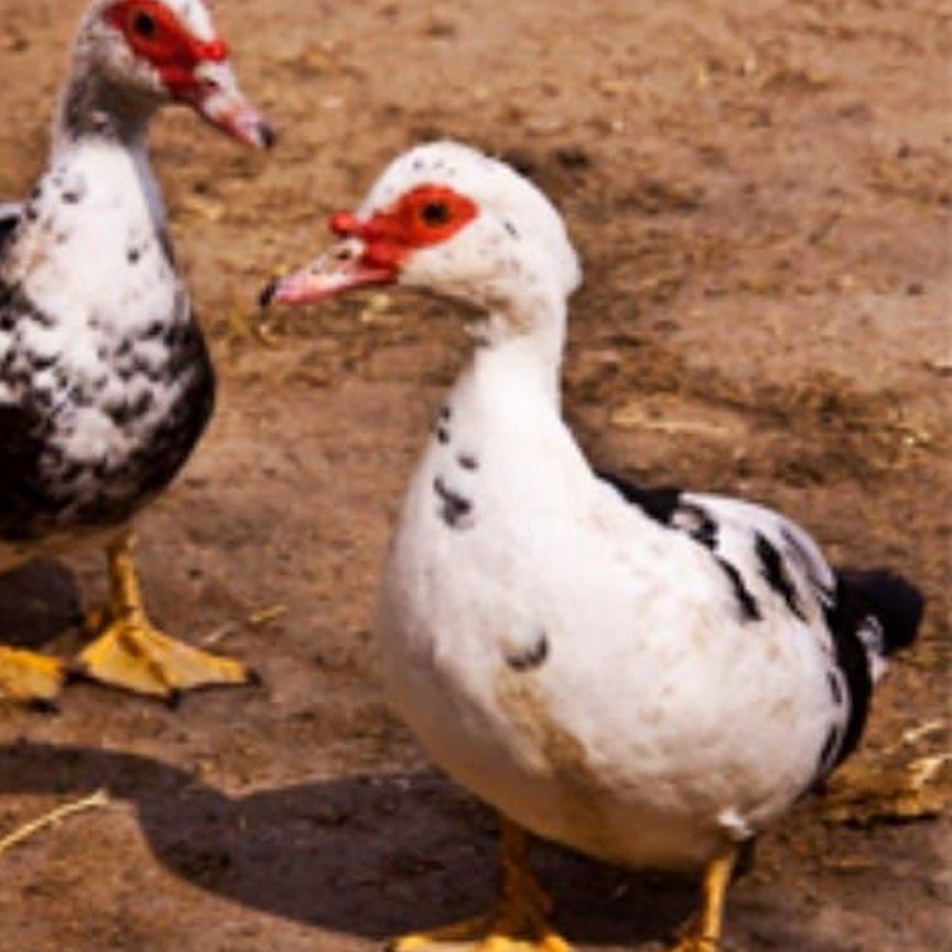 Индоутка мускусная утка