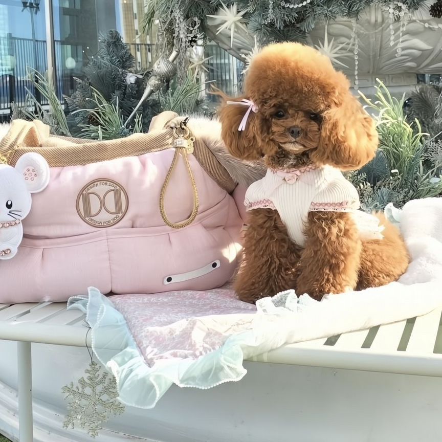 Той-пудель, щенок