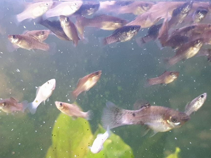 Моллинезии мальки 2,5 см