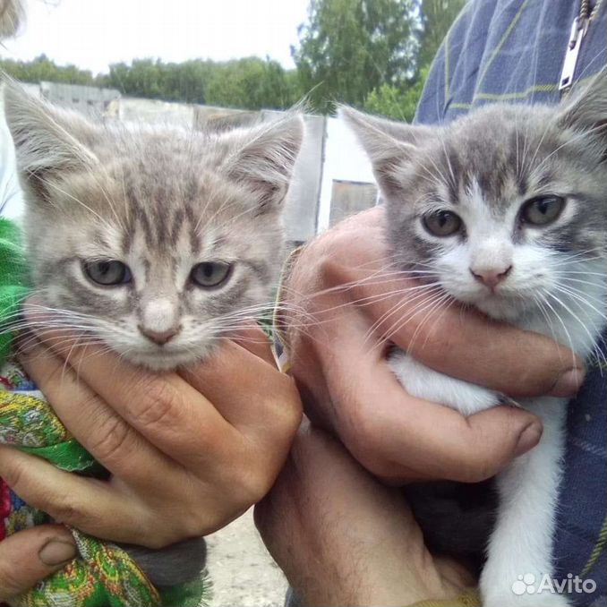 Две симпатяшки ищут доброго хозяина