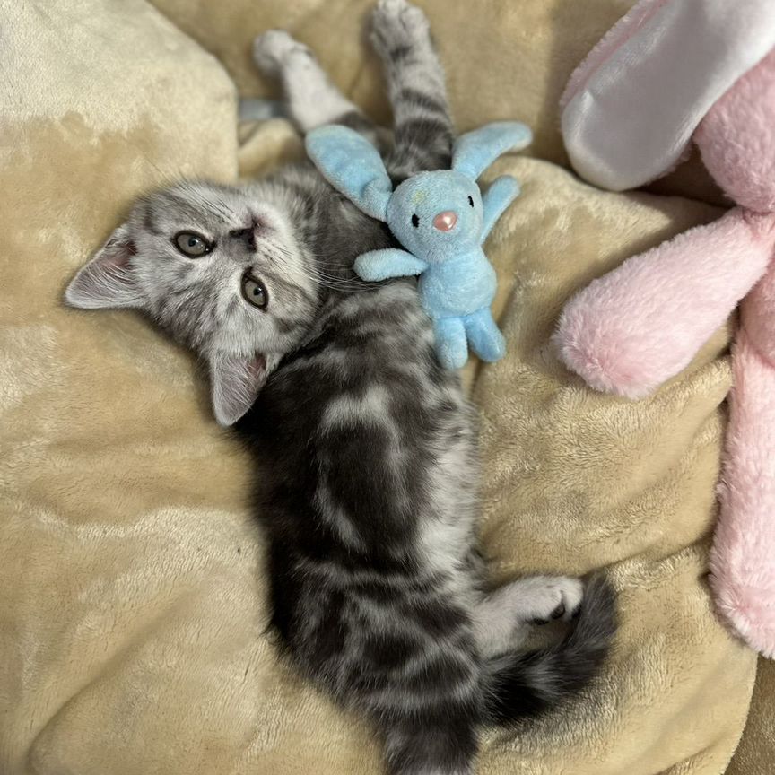 Мраморный шотландец