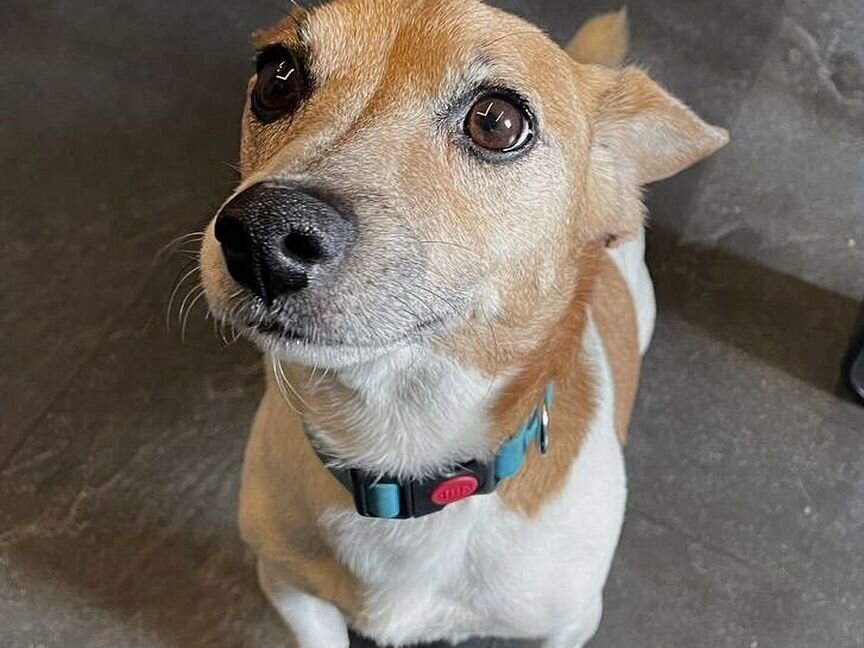 Джек Рассел терьер