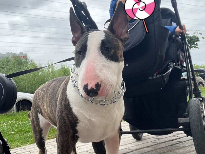 Бультерьер мальчик