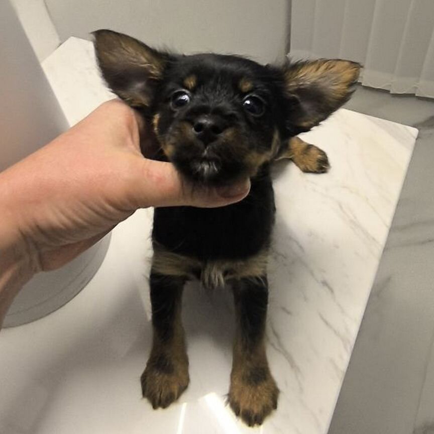 Английский той-терьер, щенок