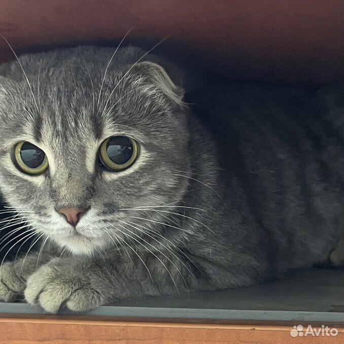 Нашли на улице милую кошечку,ласковую мурчалку