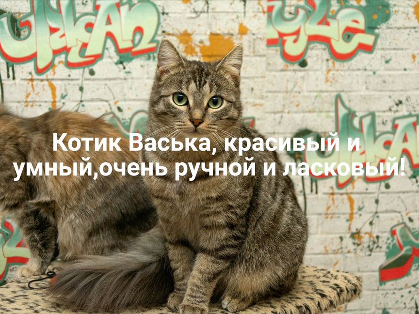 Отдам в хорошие руки