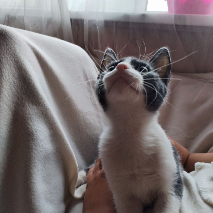 Котята в добрые руки бесплатно