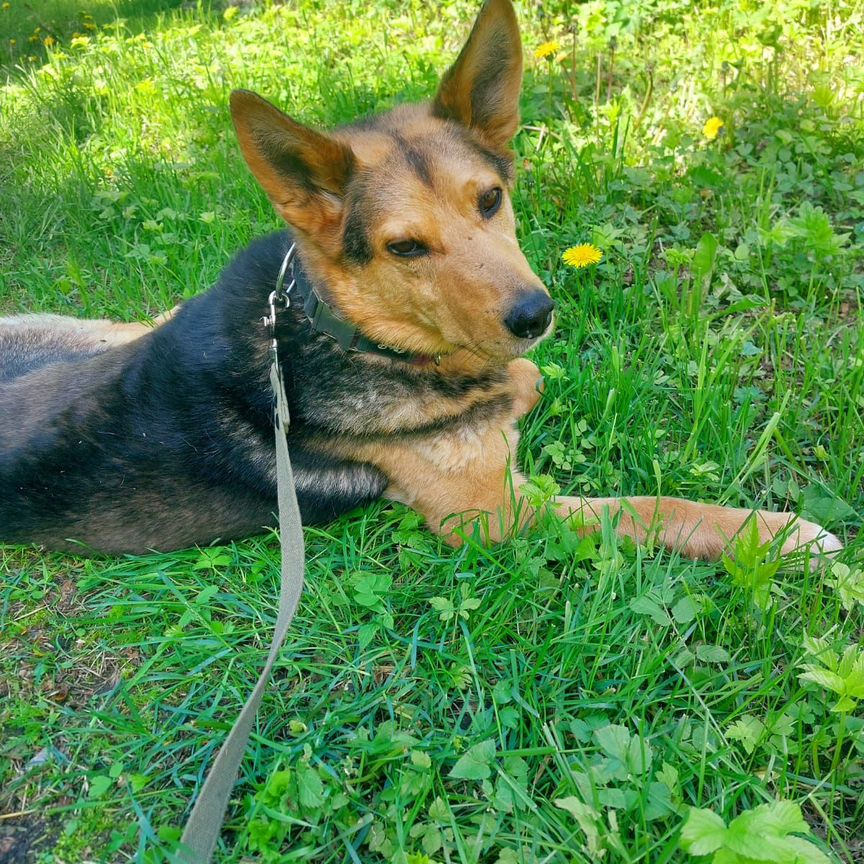 Взрослый пёс в добрые руки