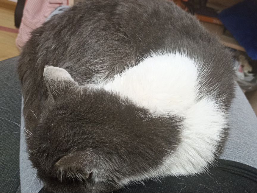 Кот котик кот ласковый