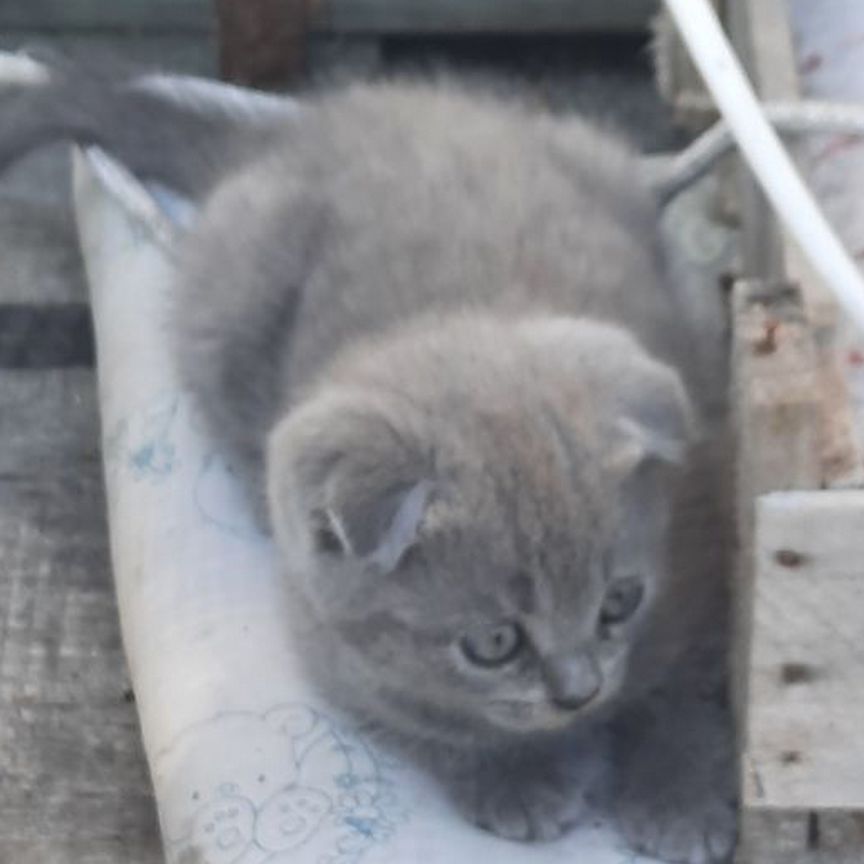 Котята вислоухие породистые