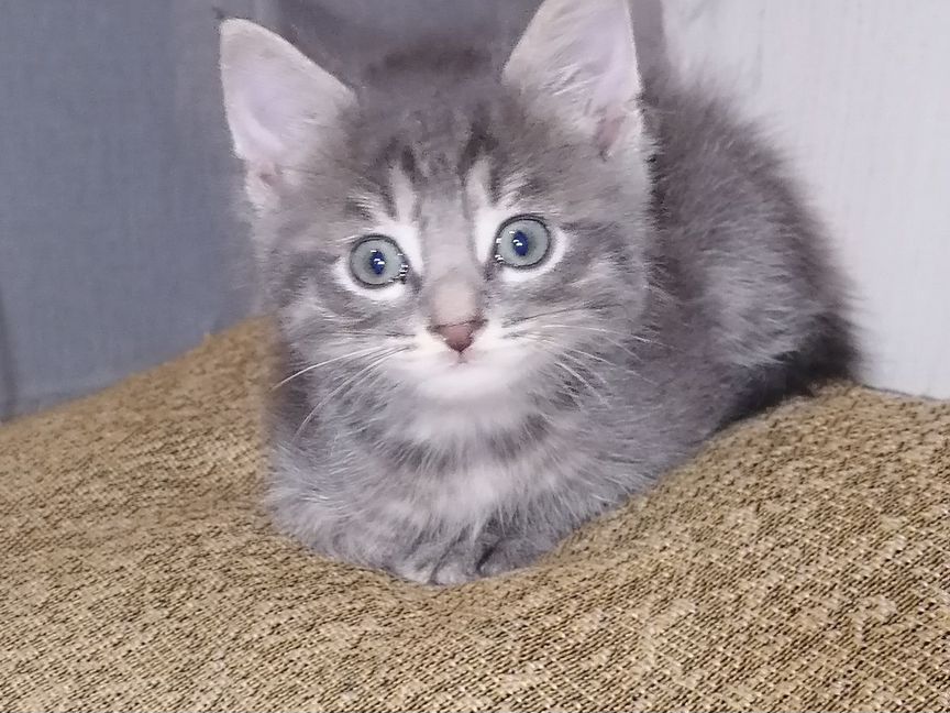 Котята в добрые руки бесплатно