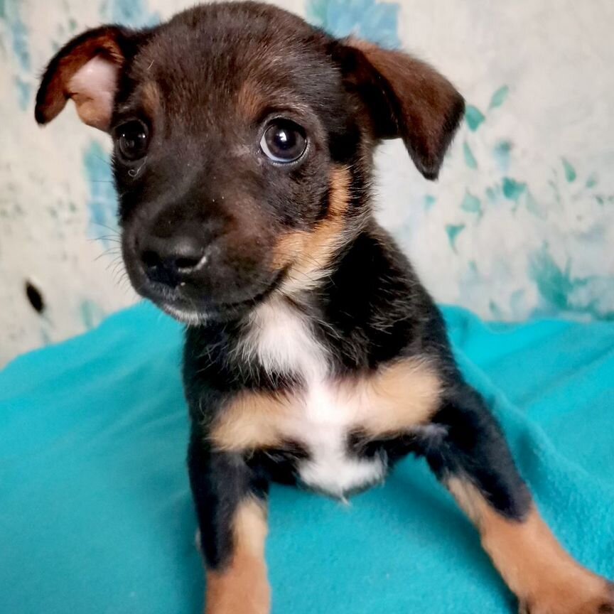 Щенок в добрые руки