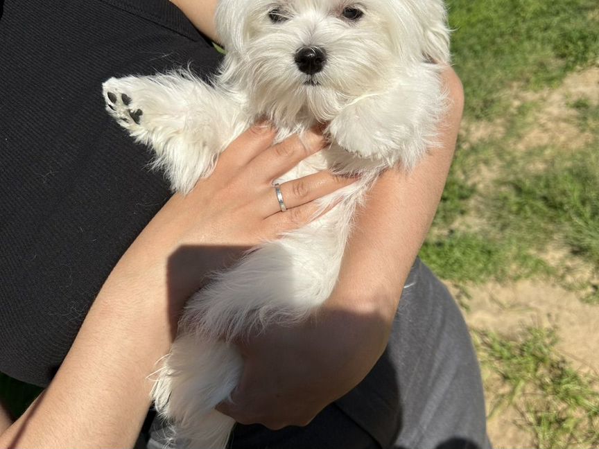 Мальтезе 5 месяцев, девочка