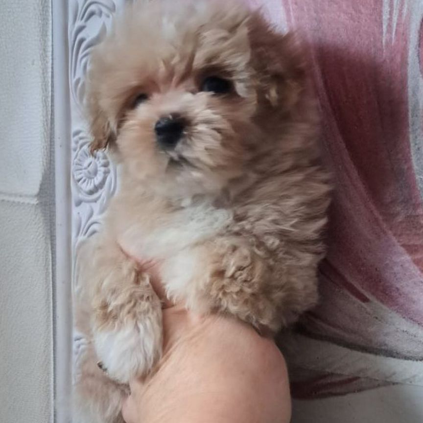 Мальтипу, щенок