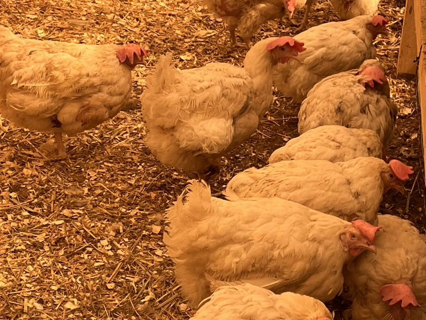 Куры старка 12 месяцев