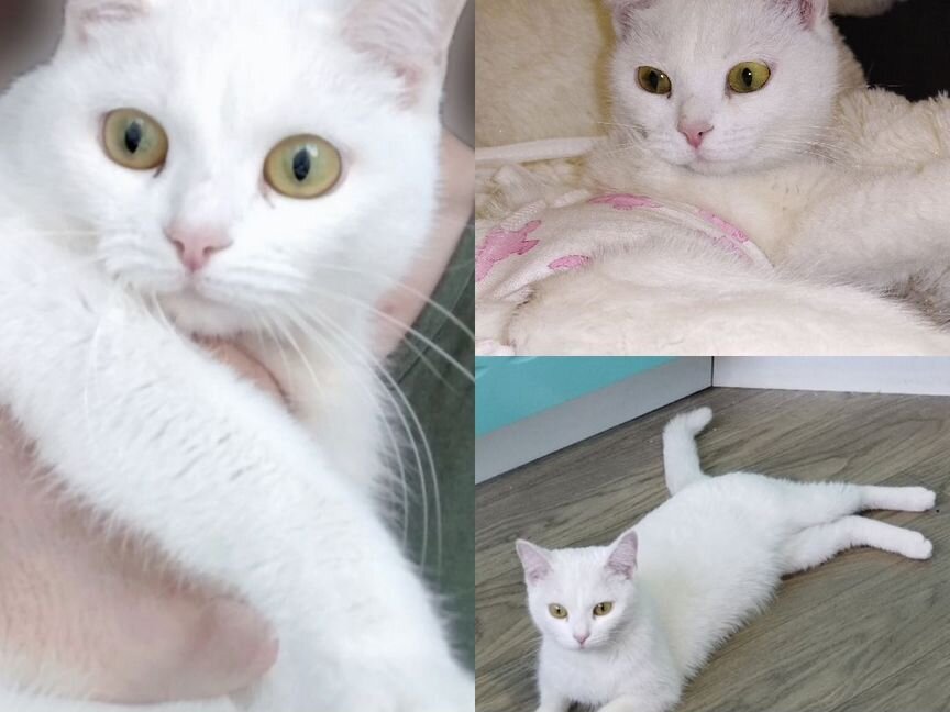 Убежала белая кошечка