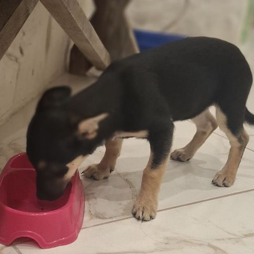 Русский той-терьер, щенок