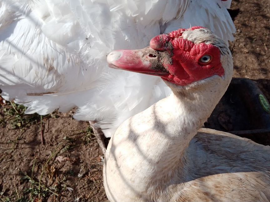 Яйца индоуток