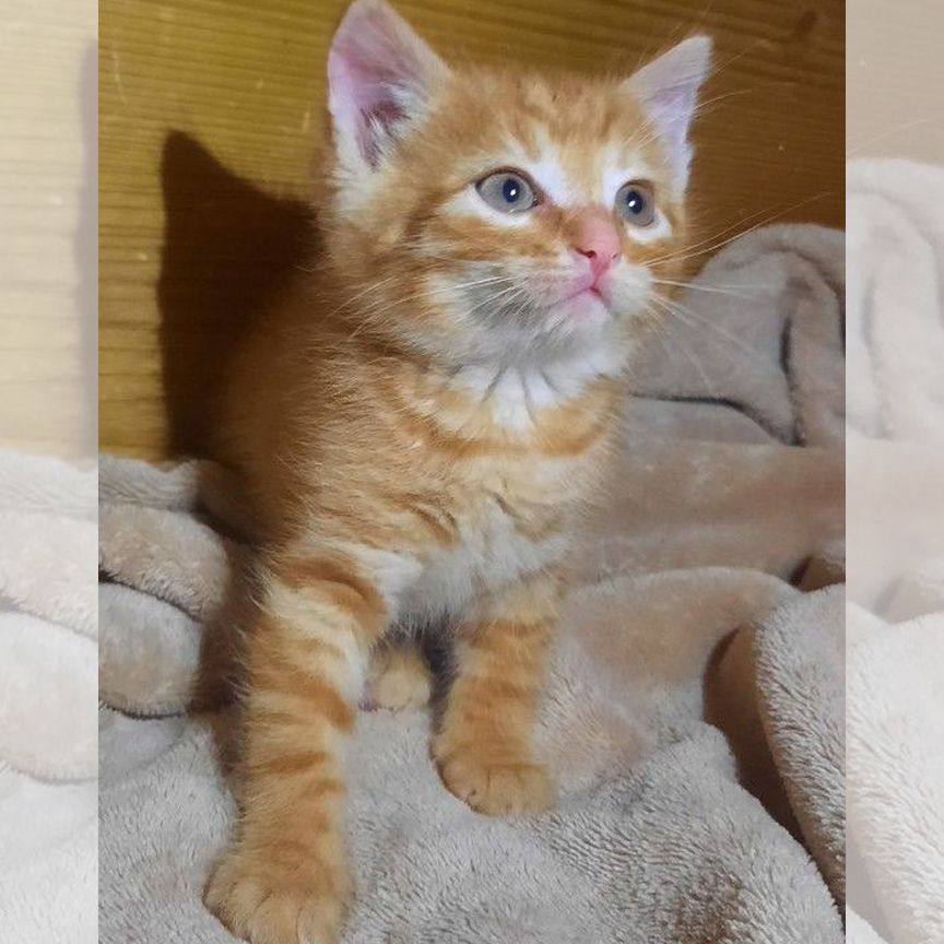 Котёнок в добрые руки