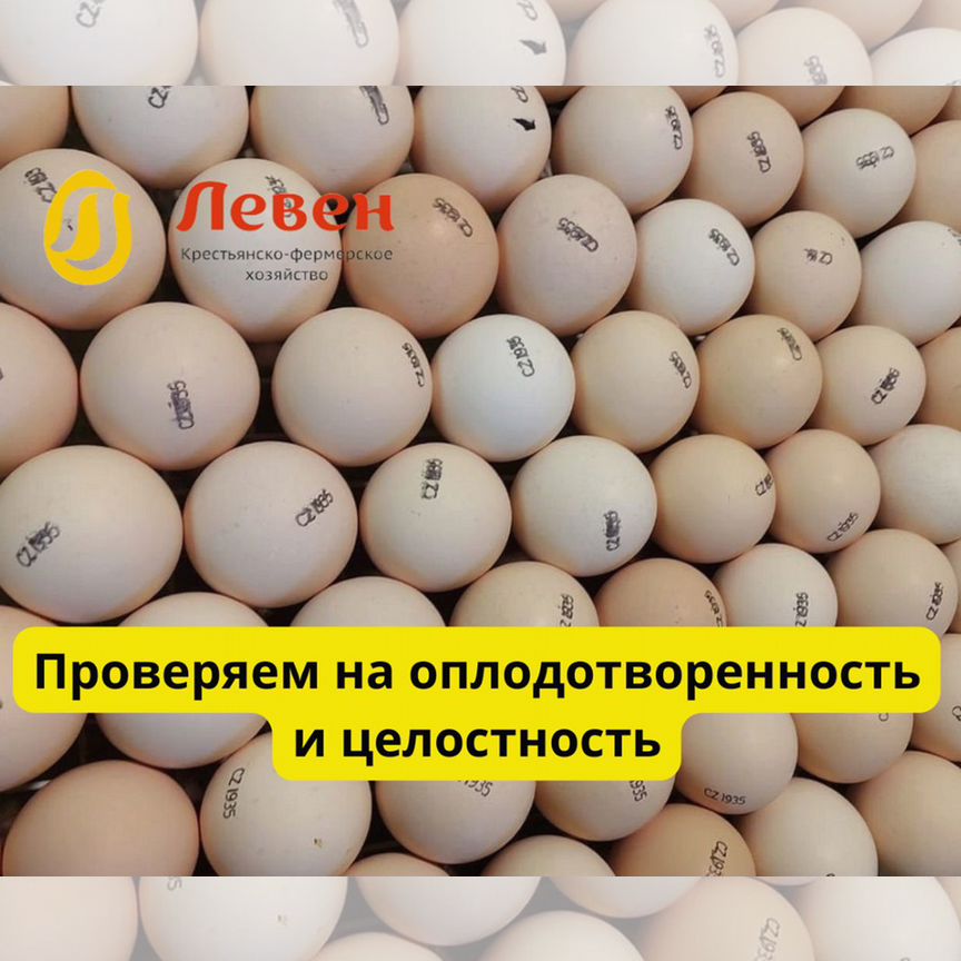 Инкубационное яйцо кобб-500 / росс-308