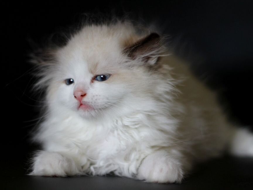 Регдолл кошечка WCF,2 мес