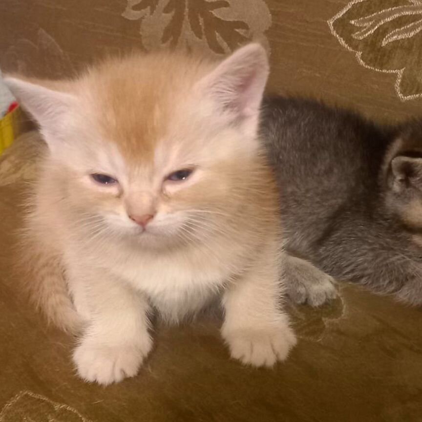 Шотландские прямоухие котята