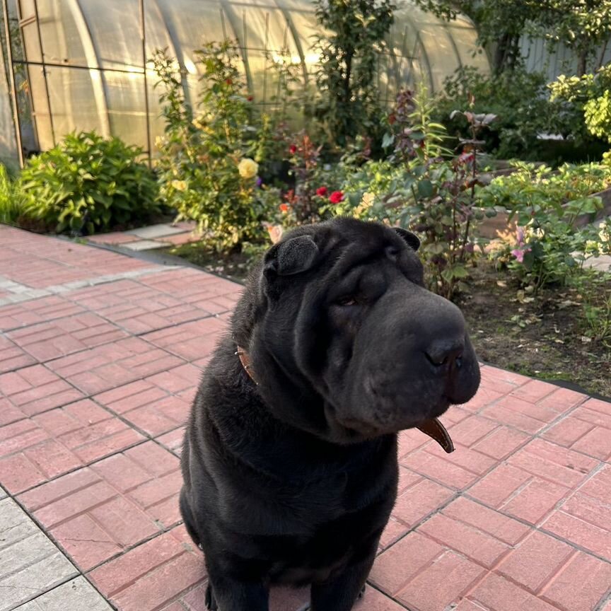 Шарпей в добрые руки