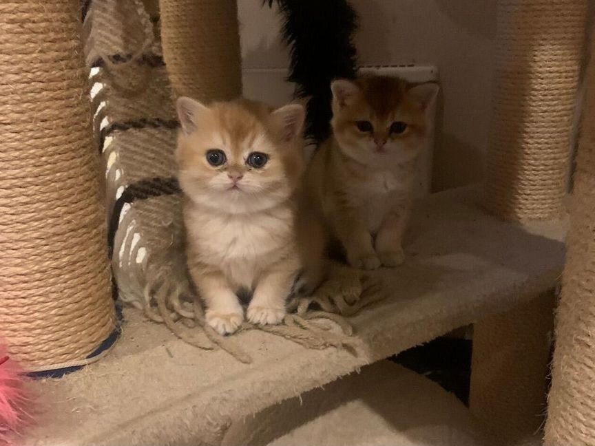 Британские котята