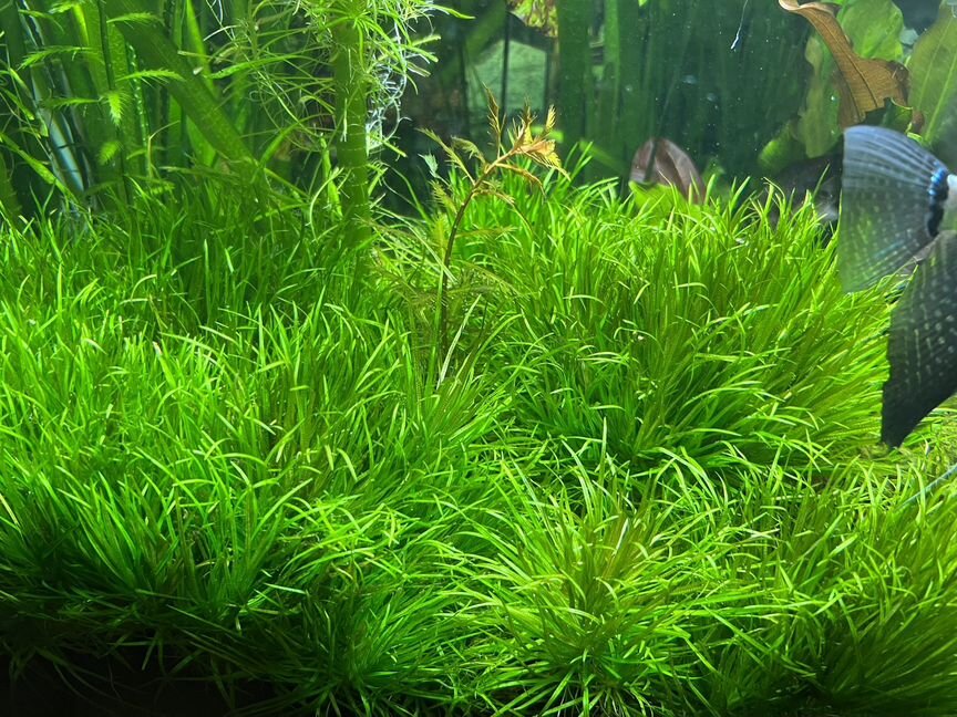 Аквариумные растения