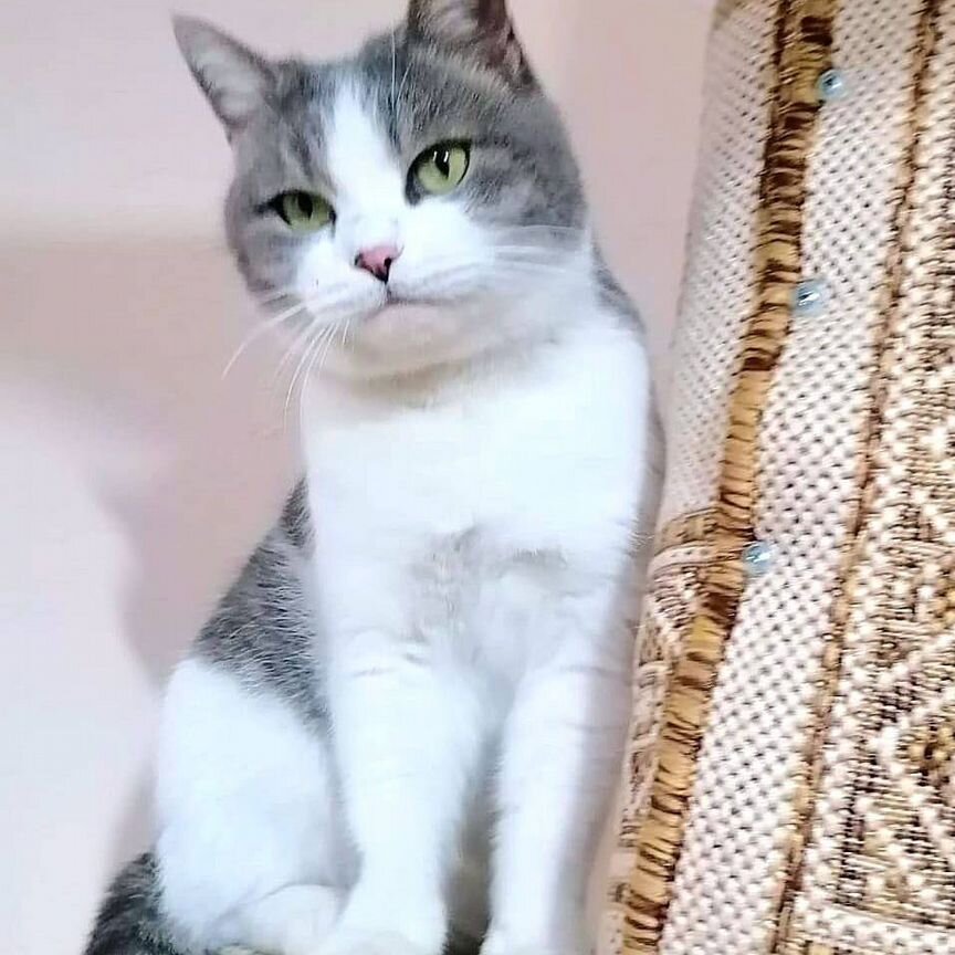 Ласковая кошечка Ляля для добрых людей