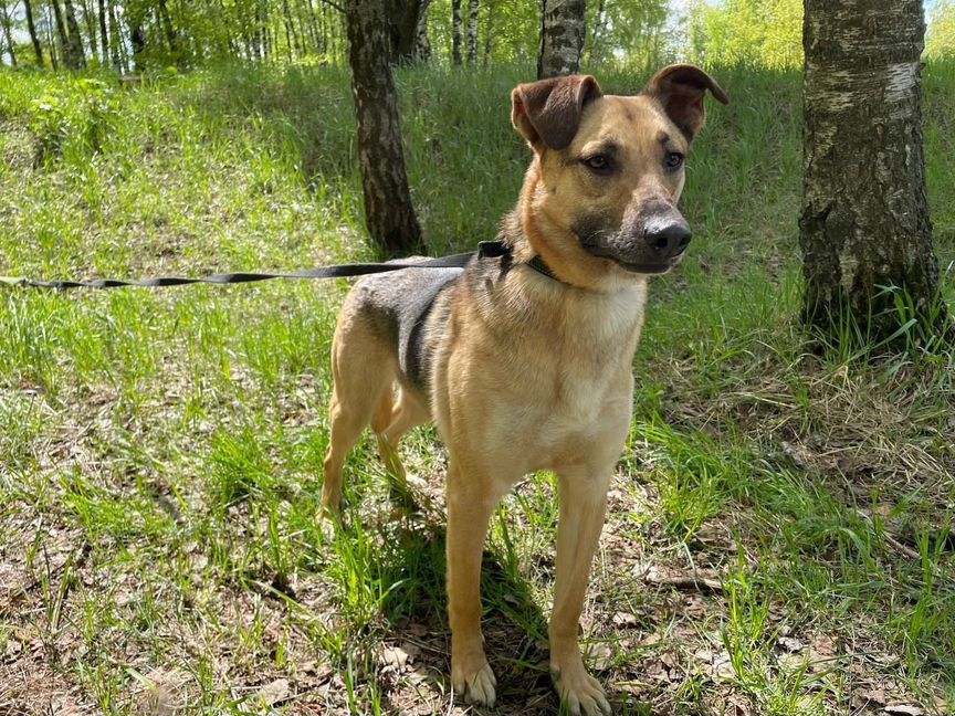 Собака в добрые руки. Арчи