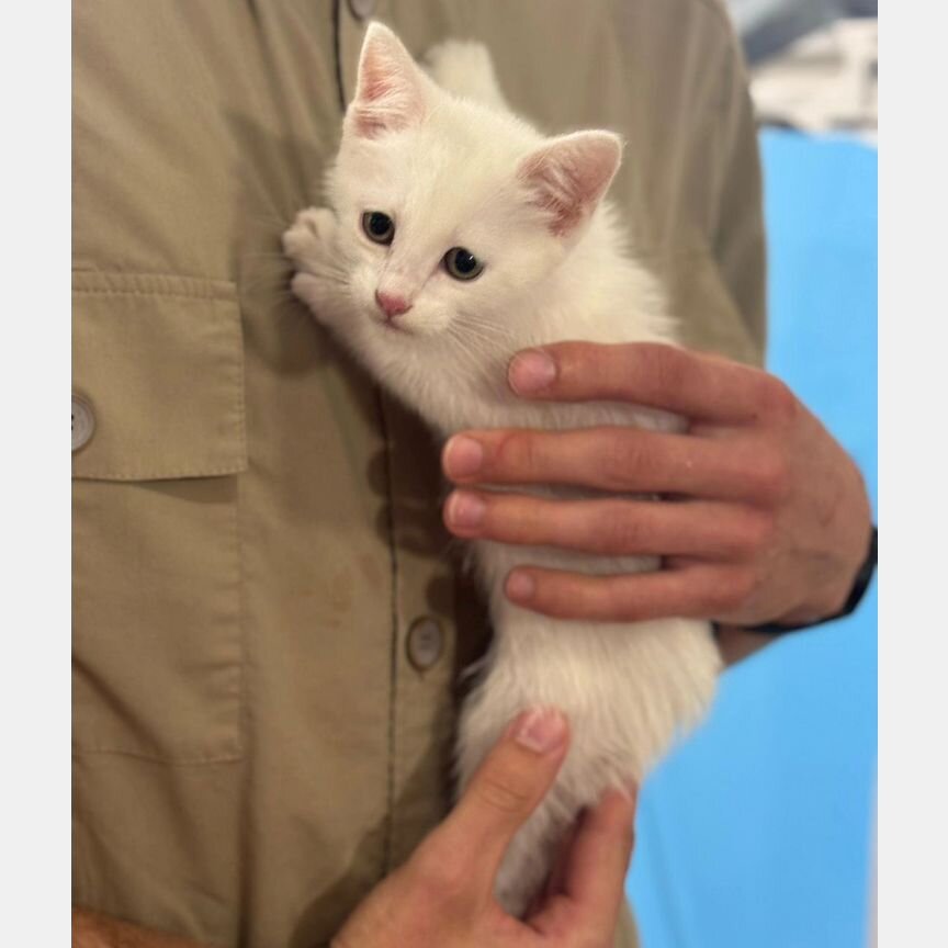 Котёнок мальчик Сахарок