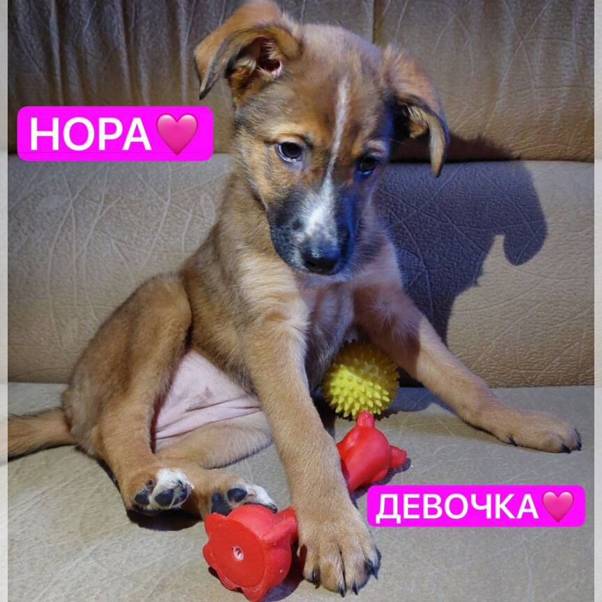 Очаровательные щенки