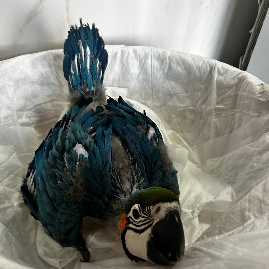 Попугай выкормыш