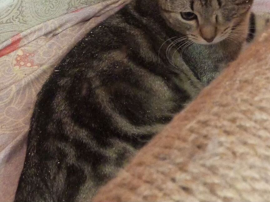 Котенку нужен дом