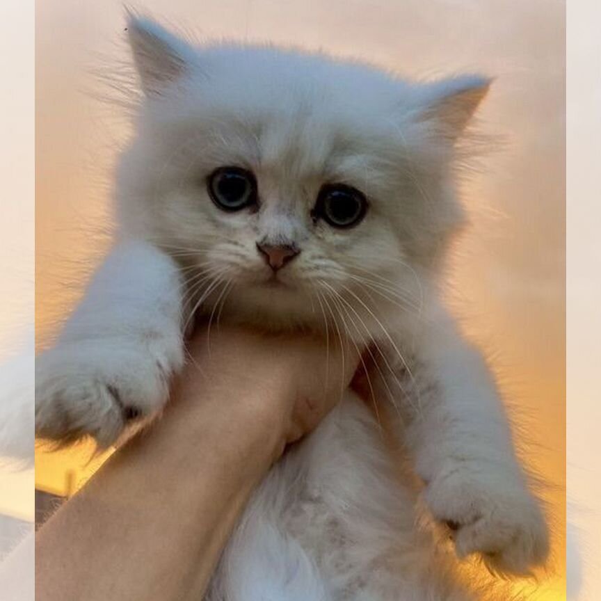 Британская серебристая шиншилла, кот 2 мес