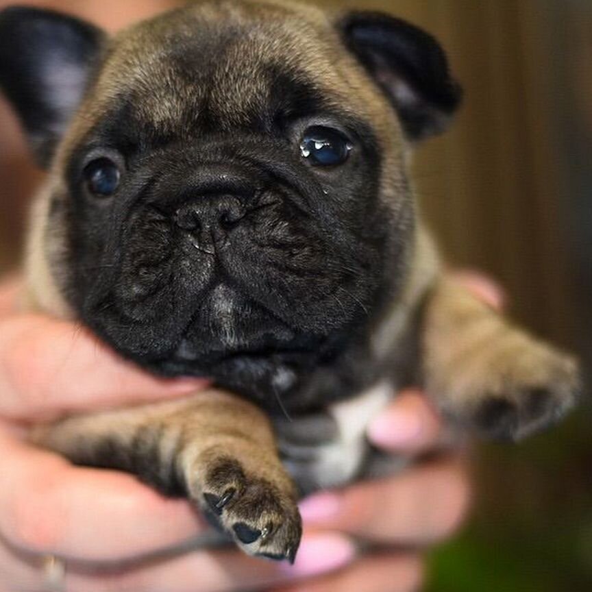 Французский бульдог, щенок