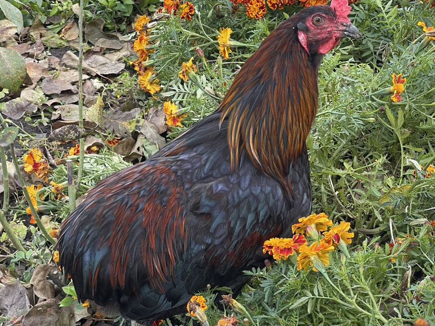 Петух Араукан петухи